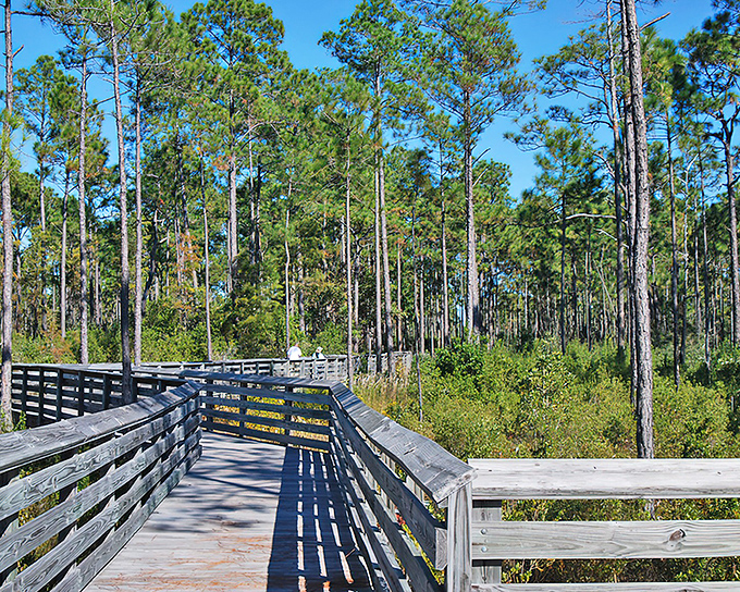 Tarkiln Bayou's pine forest creates nature's cathedral, where sunlight filters through like stained glass windows on this wooden pathway.