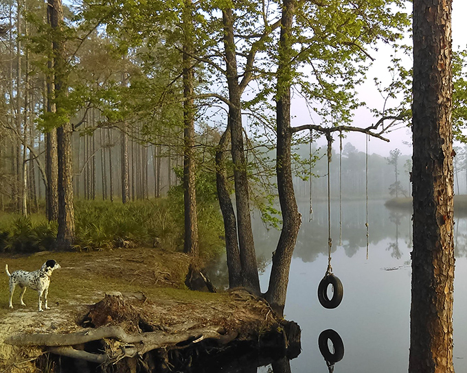 Misty morning magic at Tate's Hell State Forest, where towering pines stand sentinel over calm waters and tire swings invite the adventurous.