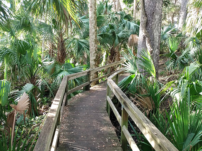A wooden boardwalk winds through a lush palm forest, nature's red carpet inviting explorers into Bulow Creek's verdant heart.