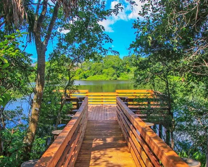 A wooden boardwalk stretches toward the hidden lake, nature's red carpet inviting visitors into a world of wild Florida magic.