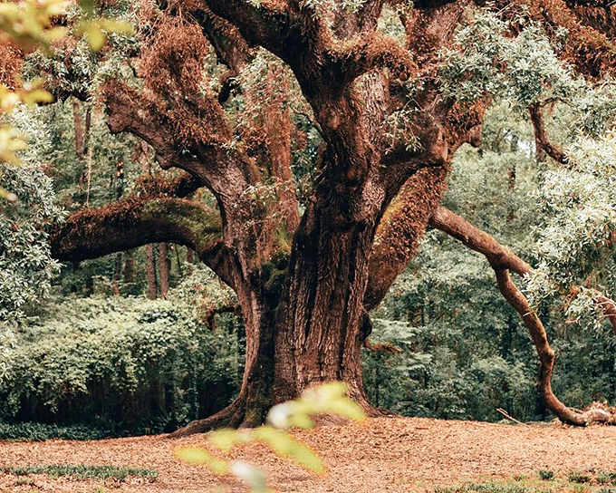 The ancient gateway to Lichgate beckons visitors into a world where time slows and wonder awaits.