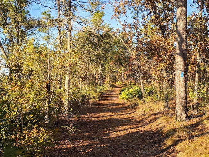 A sunlit path beckons through the Oak Garden, where dappled light plays hide-and-seek with shadows on the forest floor.