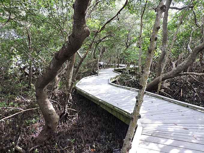 The boardwalk winds through mangroves like a wooden river, inviting you into Florida's secret coastal world where nature does all the decorating.