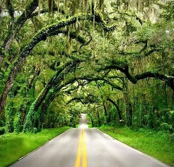 Nature's cathedral awaits on Fort Dade Avenue, where ancient oaks create a living tunnel that would make even Tolkien whistle in appreciation.