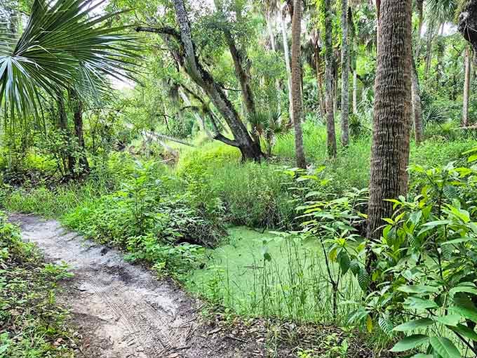 Where suburban Palm Bay ends and wild Florida begins, this lush sanctuary proves that paradise doesn't always require a plane ticket or a passport.