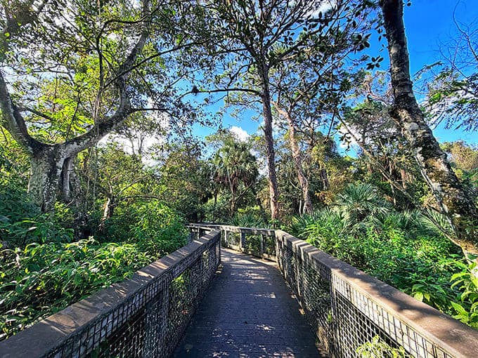 The boardwalk beckons like a wooden highway through Florida's green heart, promising adventure without the mud.