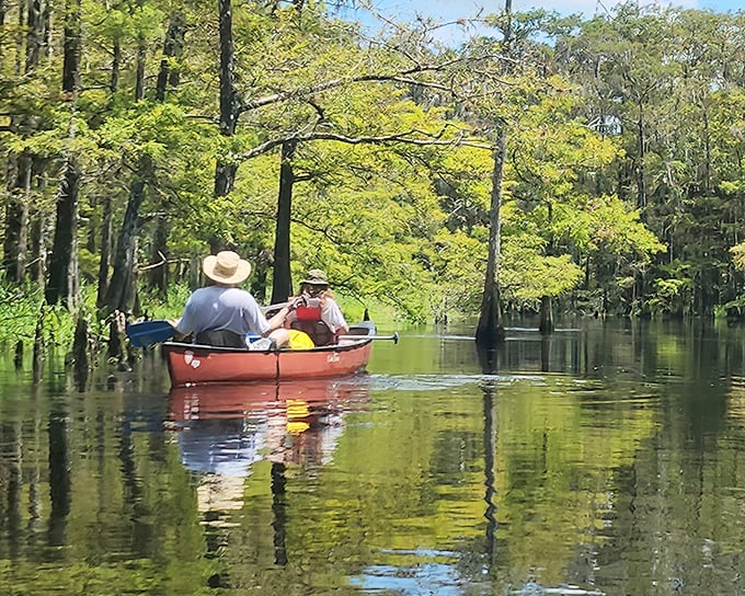 Tranquility in motion: Two paddlers glide through nature's mirror, where cypress sentinels have stood watch for centuries.