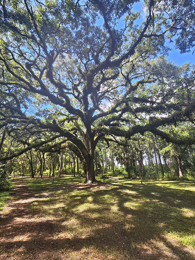 This magnificent oak at Trout Lake Nature Center has witnessed centuries of Florida history, its sprawling branches creating a living sanctuary for visitors and wildlife alike.