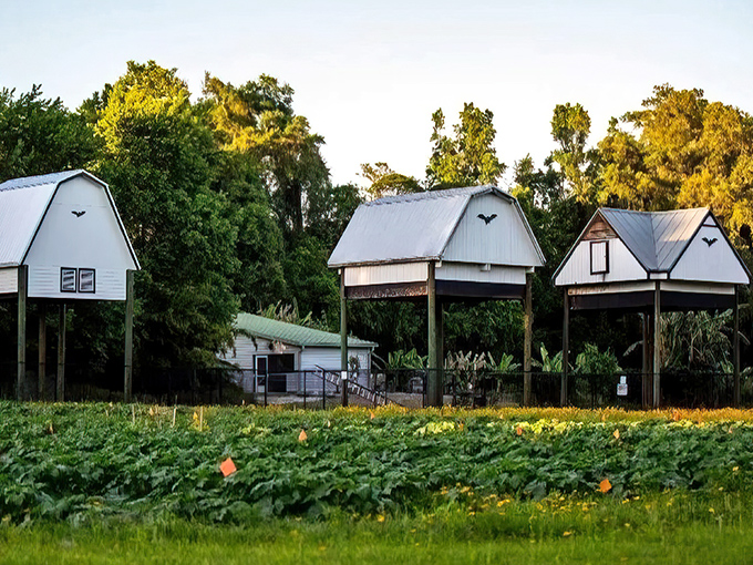 The University of Florida Bat Houses stand like sentinels at dusk, their white facades glowing with promise of the evening's winged spectacle.