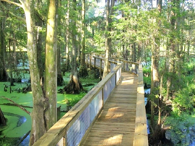 Wooden boardwalks wind through cypress swamps at Wild Florida, where nature's cathedral awaits just steps from civilization.