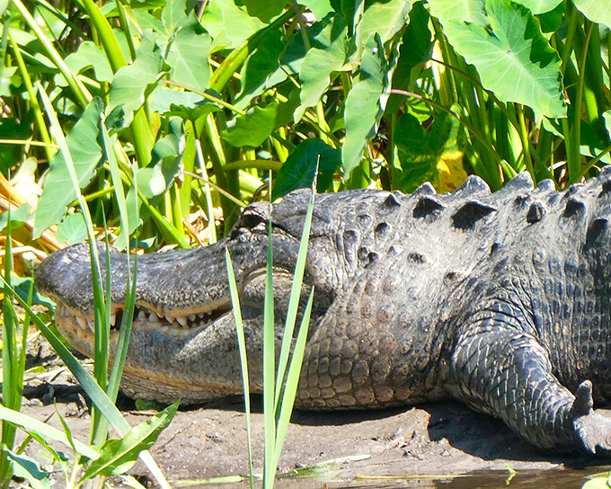 American alligators lounge like they own the place, which technically they do, reminding visitors that we're guests in their ancient and impressive domain.