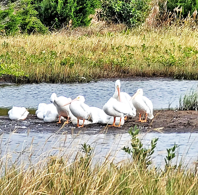 The pelican committee seems to be discussing important bird business &ndash; probably debating the best fishing spots or complaining about tourist photographers.