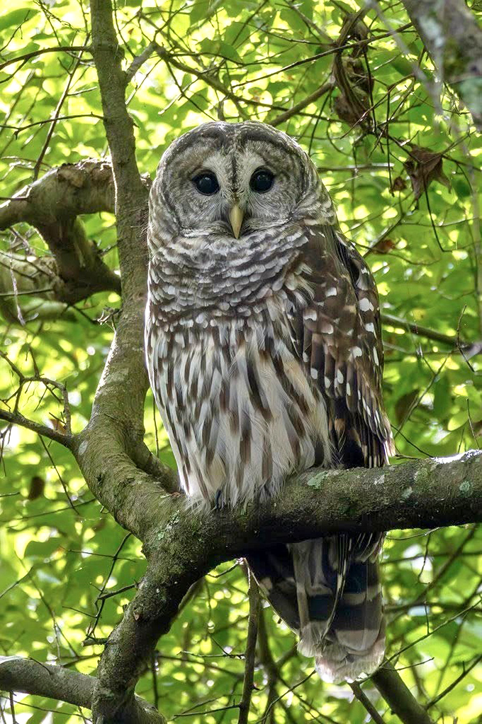 The barred owl &ndash; nature's philosopher who judges your life choices with those penetrating eyes while looking absolutely magnificent.