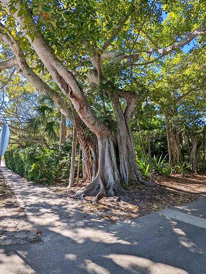 Ancient trees like this one have witnessed the island's entire modern history, standing as silent observers to everything from horse-drawn carriages to golf carts.