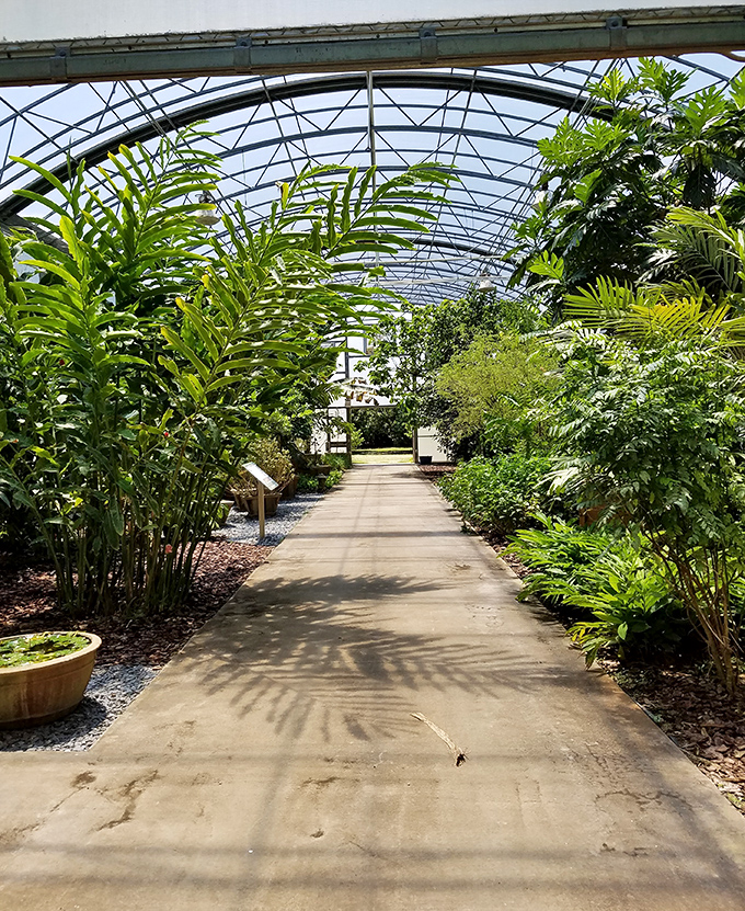 The greenhouse pathway leads visitors through a jungle of exotic specimens, protected from Florida's occasional weather tantrums.