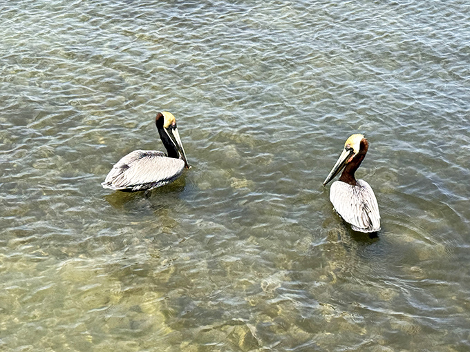 Brown pelicans on patrol &ndash; these prehistoric-looking locals have mastered the art of efficient fishing and spectacular diving that puts Olympic swimmers to shame.