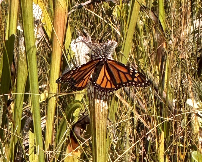 A monarch butterfly pauses between flights &ndash; the winged equivalent of a road-tripper stretching their legs at a scenic overlook.