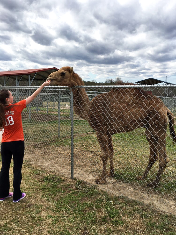 "Is that your natural hair color?" This camel seems to ask as it gently accepts a treat from a young visitor's outstretched hand.
