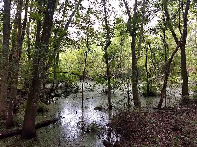 Swampy areas showcase Florida's wetland beauty, where the water is dark, the cypress knees are plentiful, and the ambiance is pure Southern Gothic.