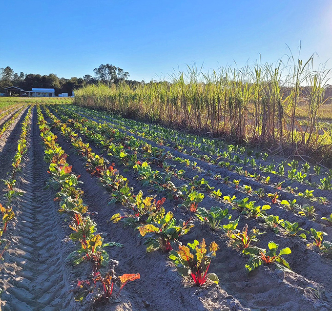 At golden hour, these crop rows transform into an agricultural light show, each plant basking in the day's final glow.