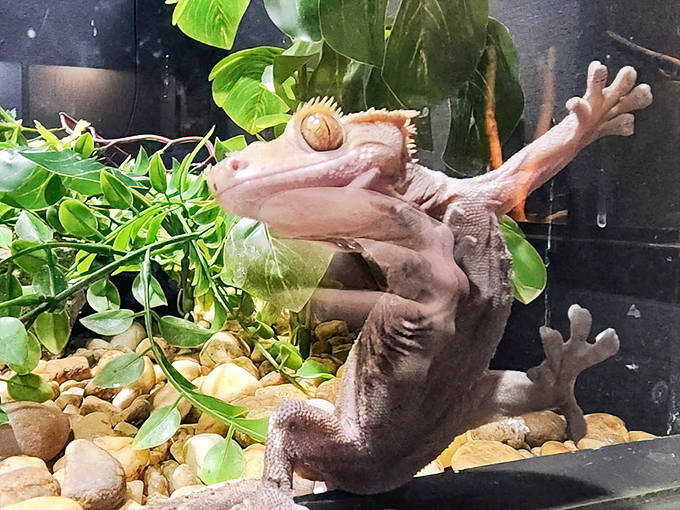 The crested gecko's remarkable grip and expressive eyes make it one of the most charismatic residents of this fascinating serpentarium.
