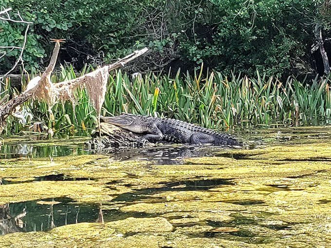 An alligator lounges like prehistoric royalty, reminding paddlers who the original Florida residents really are.