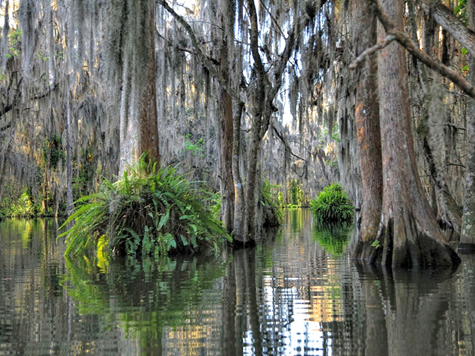 Cypress knees rise from the water like nature's own sculpture garden, while moss-draped branches create a cathedral-like canopy overhead.