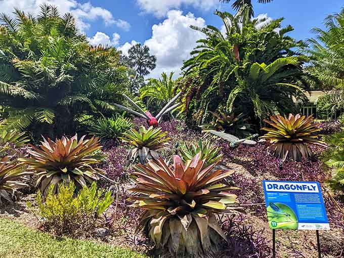 Colorful bromeliads cluster together like they're gossiping about the other plants, creating living sculptures that need no pedestals.