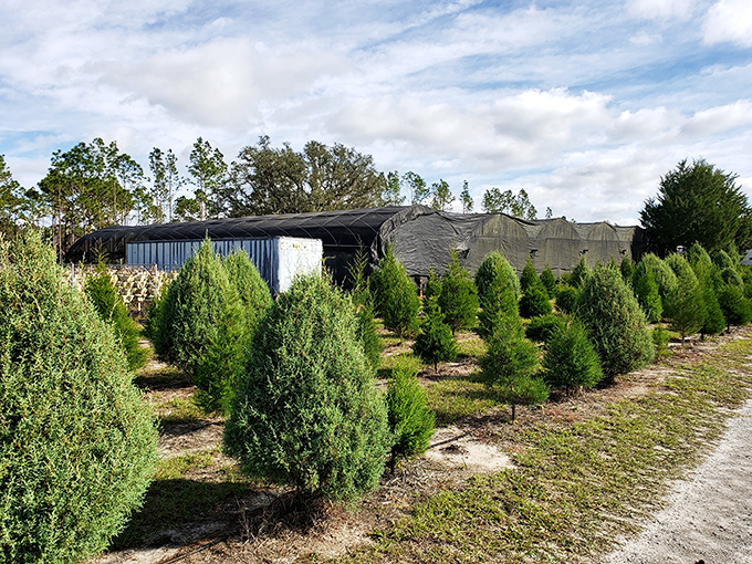 Ergle Christmas Tree Farm's neat rows of evergreens stand ready for holiday memories, a green oasis under Florida's blue skies.