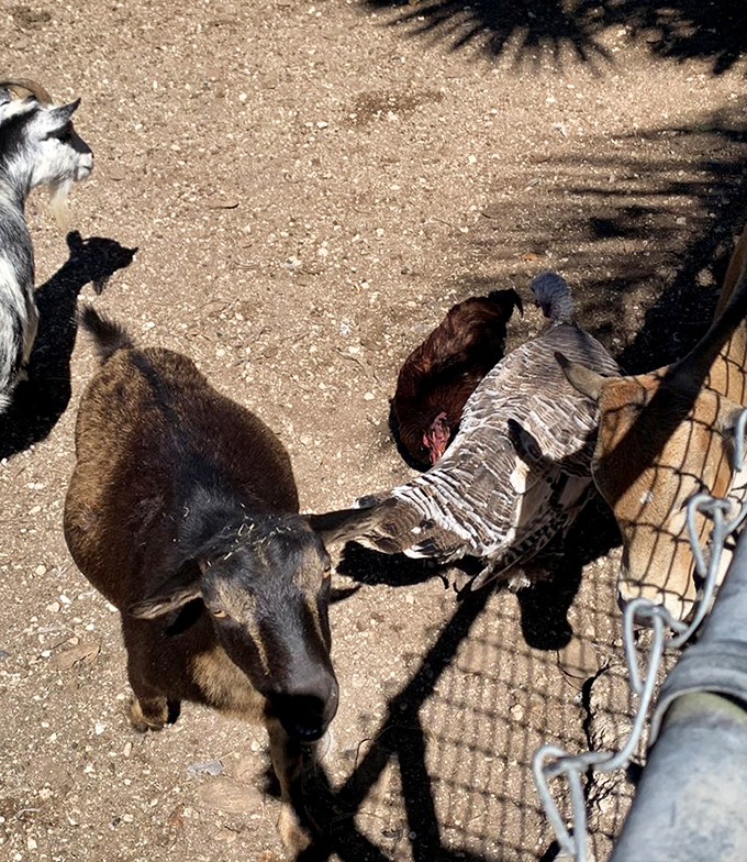 The farmyard United Nations convenes for their daily meeting, discussing important matters like who gets the next handful of visitor-provided treats.