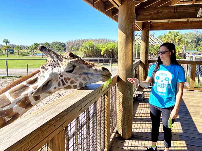 A magical moment of connection as a visitor offers a leafy snack to a gentle giant &ndash; who needs fictional characters when real ones are this impressive?