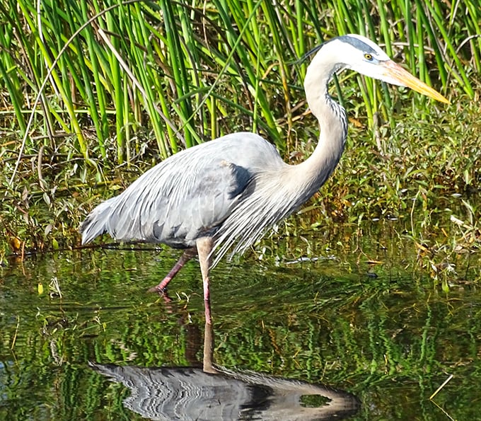 A great blue heron strikes its classic pose &ndash; part statue, part ninja. Patience personified with feathers and a lightning-quick strike.