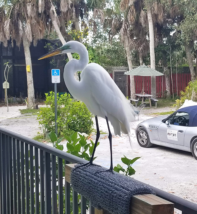 This great egret looks like it's contemplating whether to apply for a job as a parking attendant or continue its career in wildlife modeling.