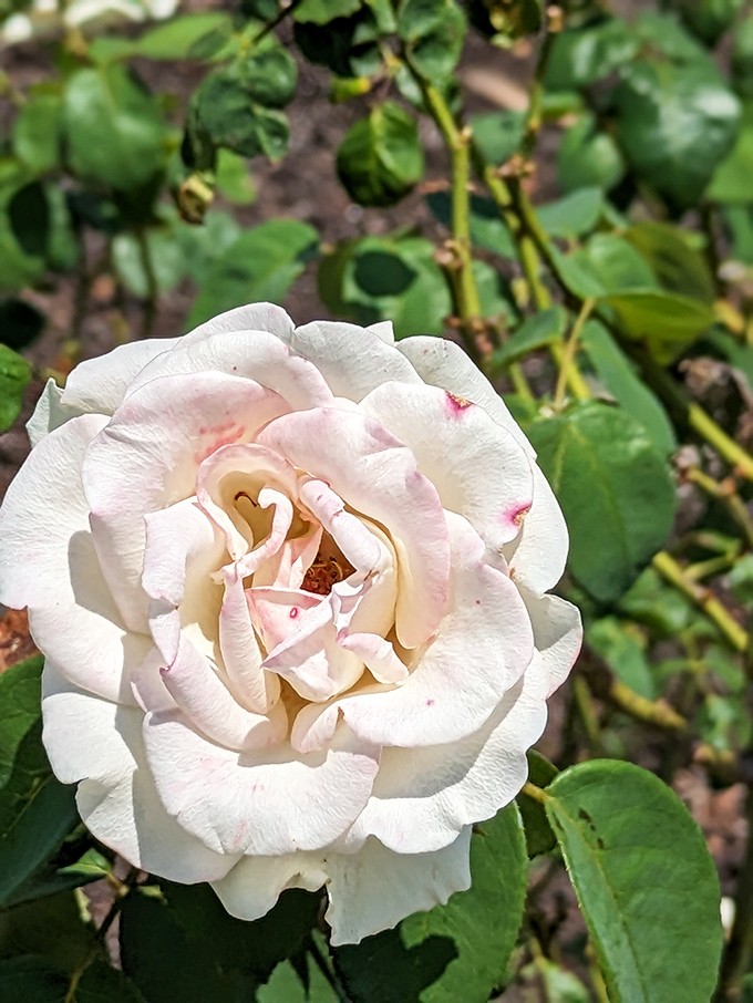 This delicate rose proves that nature can create colors and patterns that make even the fanciest paint swatches look boring.