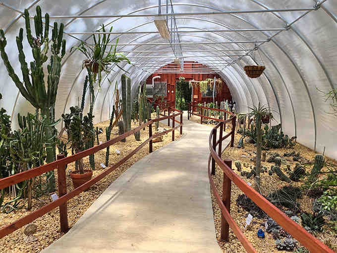 A cascading waterfall tumbles down ancient limestone, creating nature's air conditioning in this sunken tropical paradise.