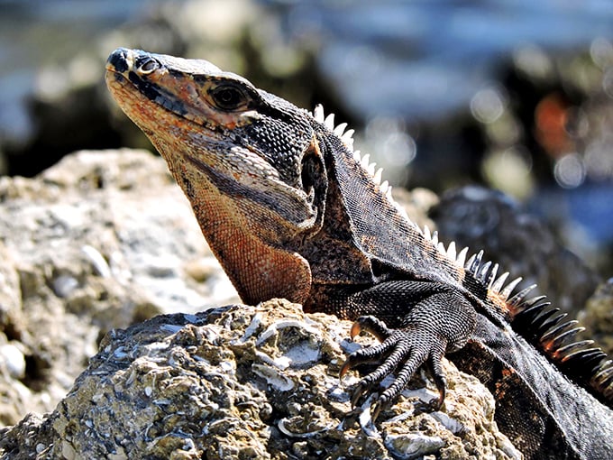 Sunbathing royalty: An iguana strikes a pose on warm rocks, reminding us that sometimes the best life philosophy is simply to soak it all in.