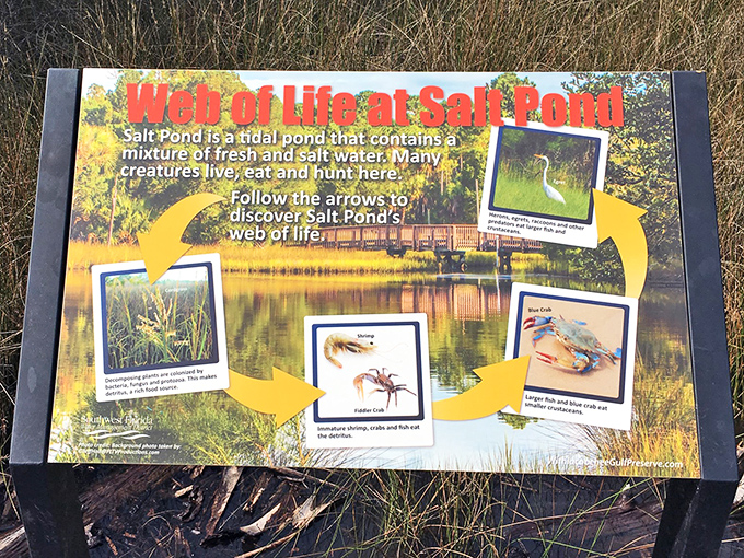 Nature's food web: This informative display reveals the delicate dance of predator and prey in the salt pond ecosystem.