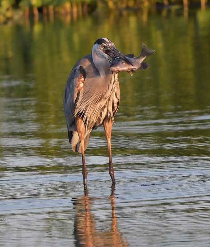 This great blue heron just caught dinner and looks about as proud as a fisherman who finally landed the big one, except the heron actually has photographic evidence.
