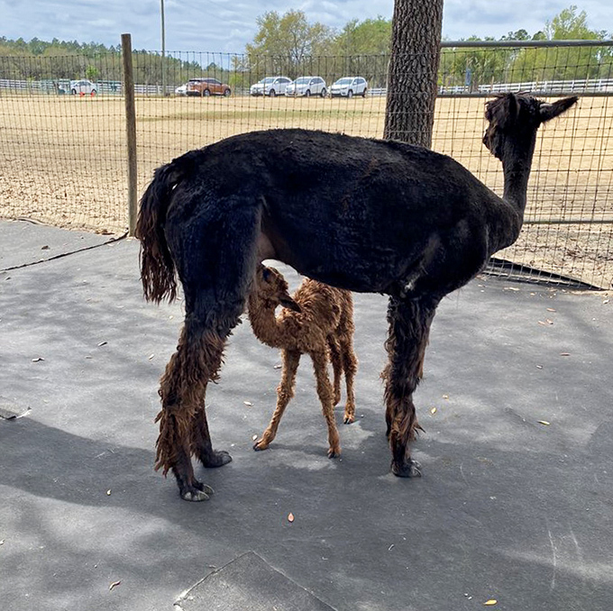 Family portrait: This mama llama keeps a watchful eye while her little one explores the fascinating world of human visitors.
