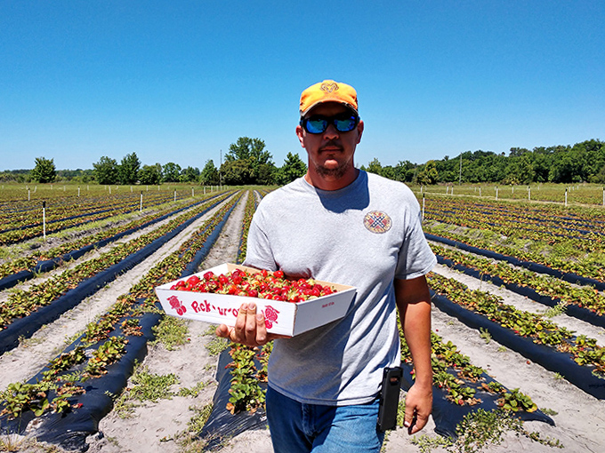 The fruits of labor displayed with pride &ndash; nothing tastes sweeter than strawberries you've harvested yourself.