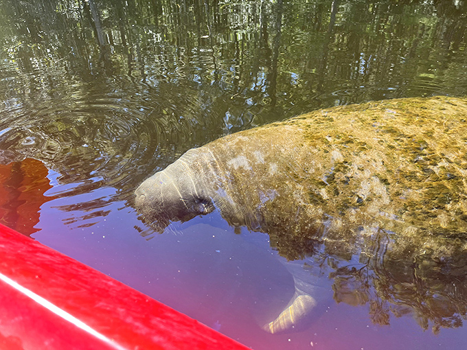 The gentle giants of Wakulla River &ndash; manatees approach with curious eyes that seem to ask, "Got any lettuce, friend?"