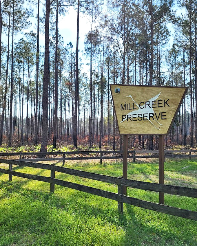 Mill Creek Preserve showcases Florida's pine flatwoods, where tall trees create natural cathedral ceilings over winding trails.
