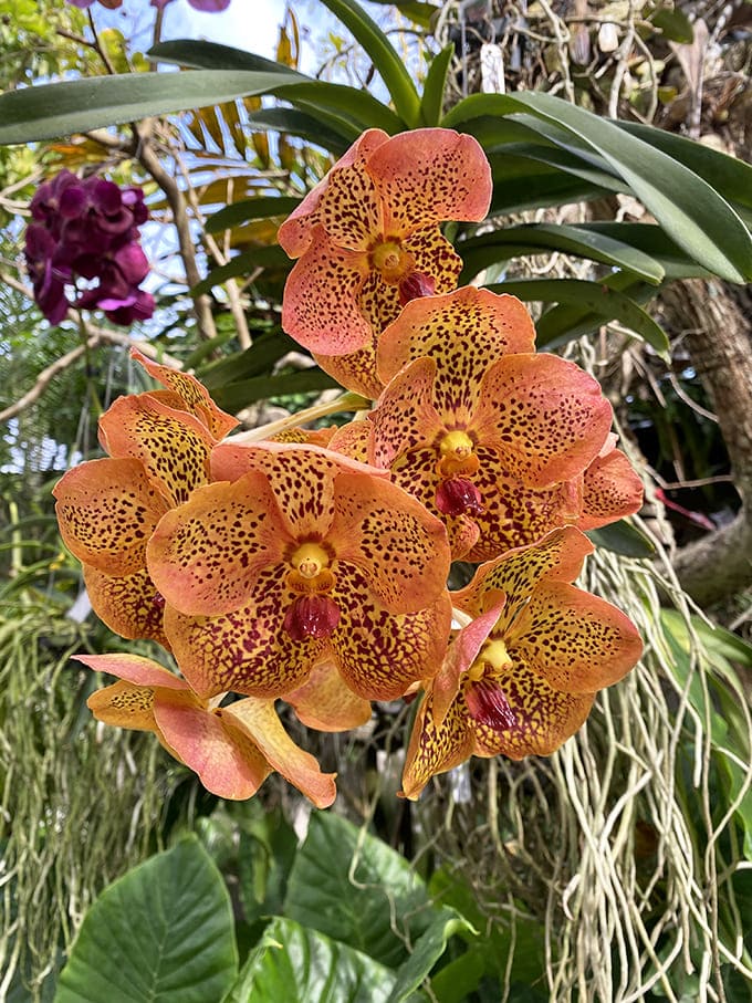 Exotic orchids display their spotted blooms like nature's own abstract art, making you wonder why anyone bothers with artificial flowers.