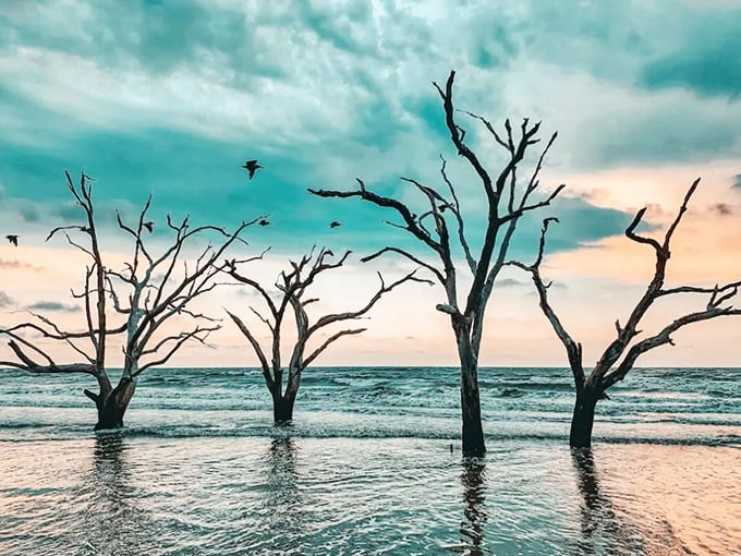 Mother Nature's art installation changes daily as tides rearrange driftwood sculptures against the backdrop of Atlantic waves.