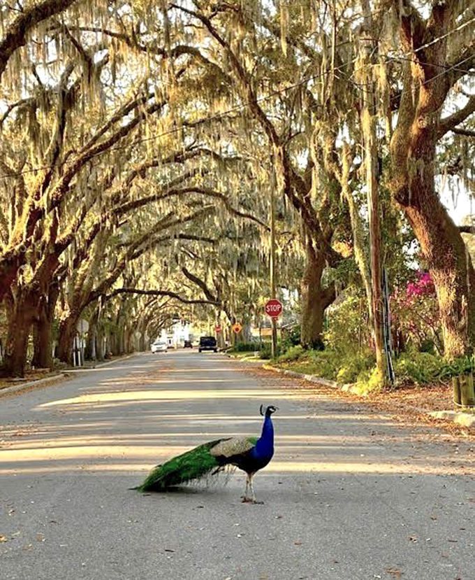 Even the local peacocks know Magnolia Avenue deserves a strut, adding their own splash of royal blue to nature's green cathedral.