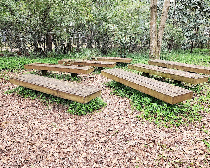 These unassuming wooden benches invite visitors to pause, breathe, and absorb the forest's quiet wisdom.