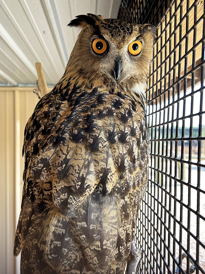 With eyes that could pierce your soul, this owl silently judges your life choices while looking absolutely magnificent doing it.