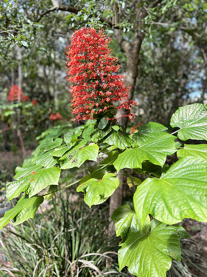 This vibrant red bloom stands tall against lush greenery, nature's equivalent of that friend who always makes a dramatic entrance at parties.