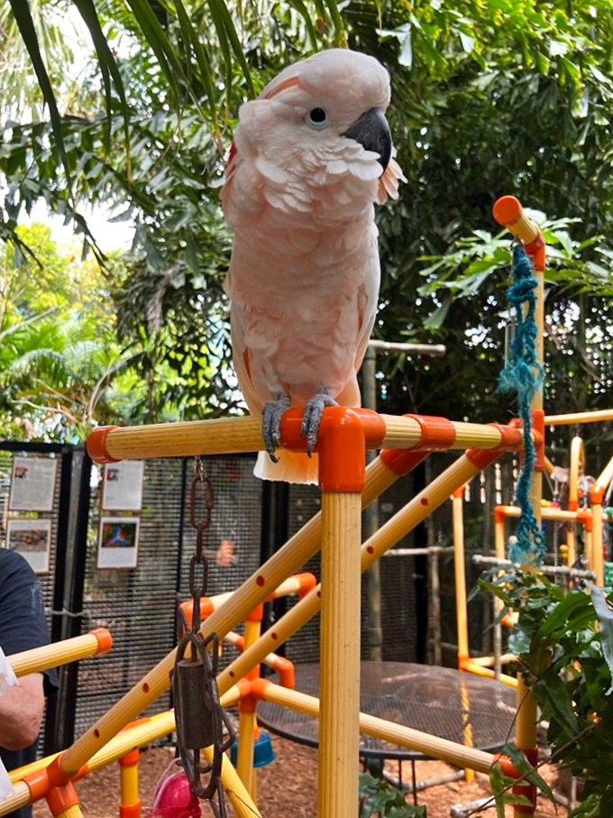 This peachy-pink cockatoo brings new meaning to "blushing beauty," showing off its delicate coloring against the lush garden backdrop.