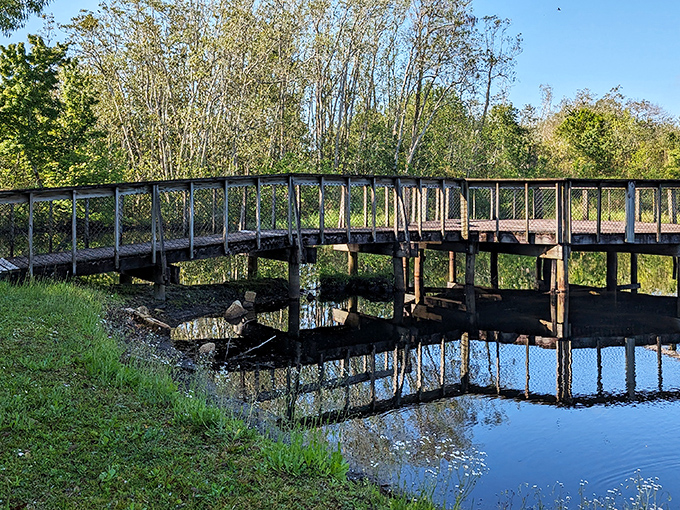 A wooden boardwalk invites exploration through pristine wetlands, where wildlife viewing doesn't require an admission ticket or waiting in line.